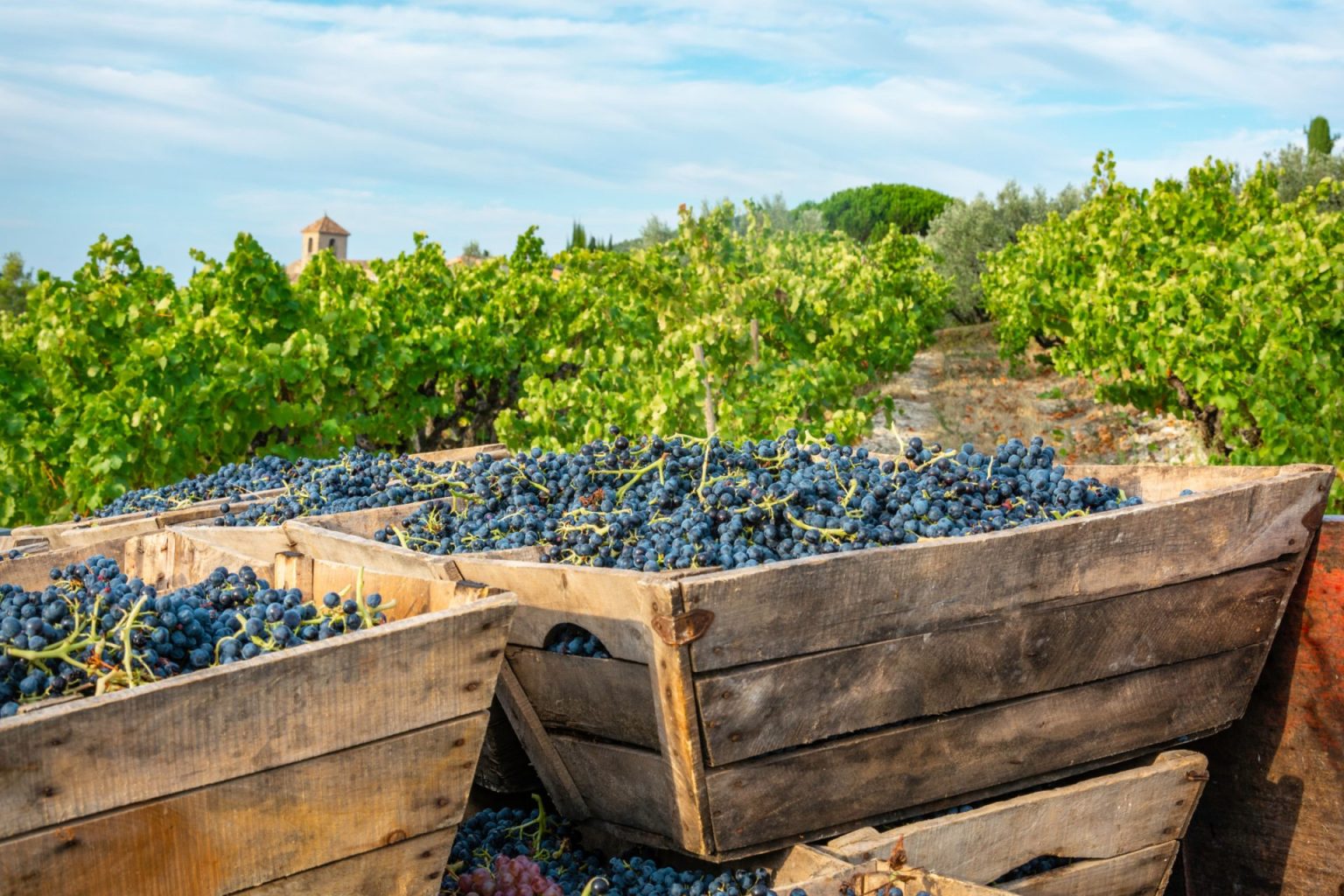 Top Wine Appellations of the Rhône Valley | Europe Wine Guides