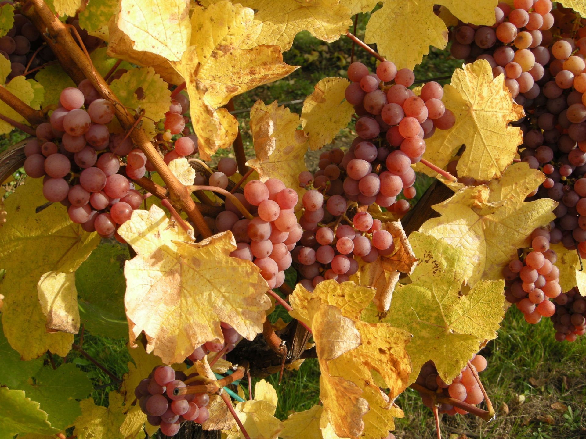 Comprehensive Guide to Alsace Wine Classification System